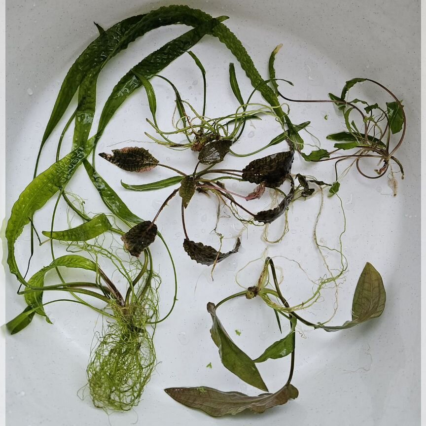 Криптокорины 6 видов все вместе