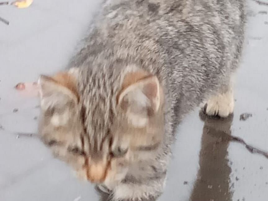 Кошка в дар бесплатно