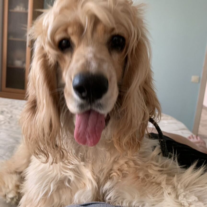 Отдам собаку в добрые руки