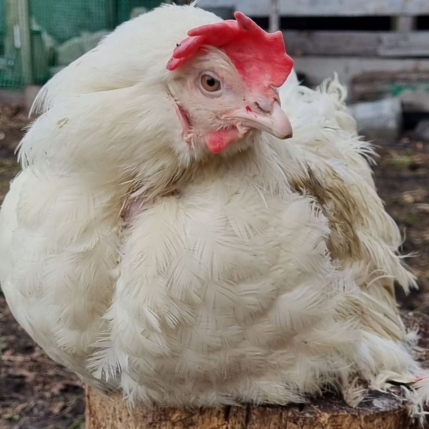 Куры молодки несушки