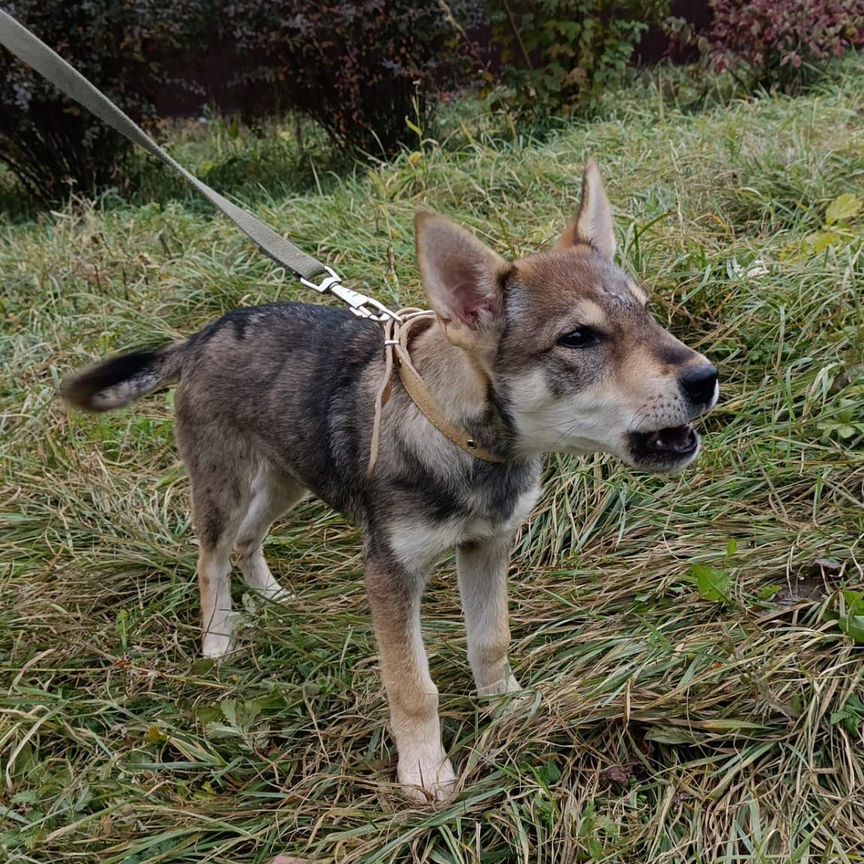 Хаски-Лайка в поиске дома