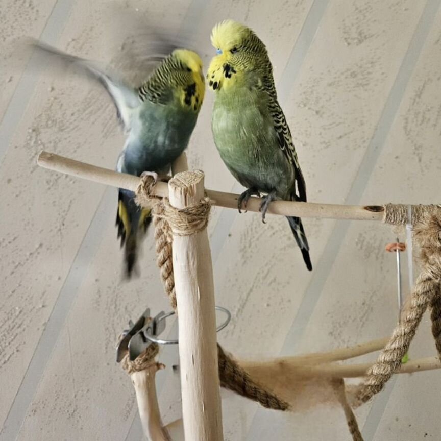 Ввп чехи парой с клеткой