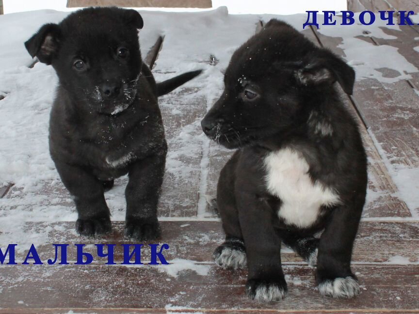 Отдам щенков дворняжки