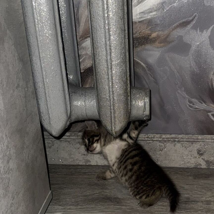 Котёнок в добрые руки