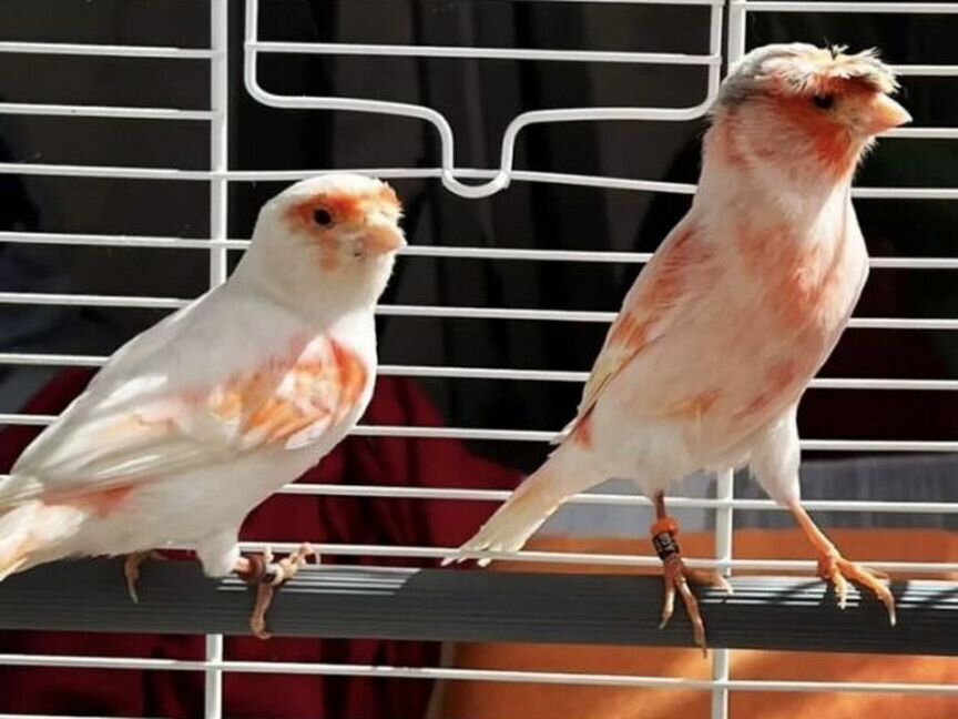 Канарейка самка