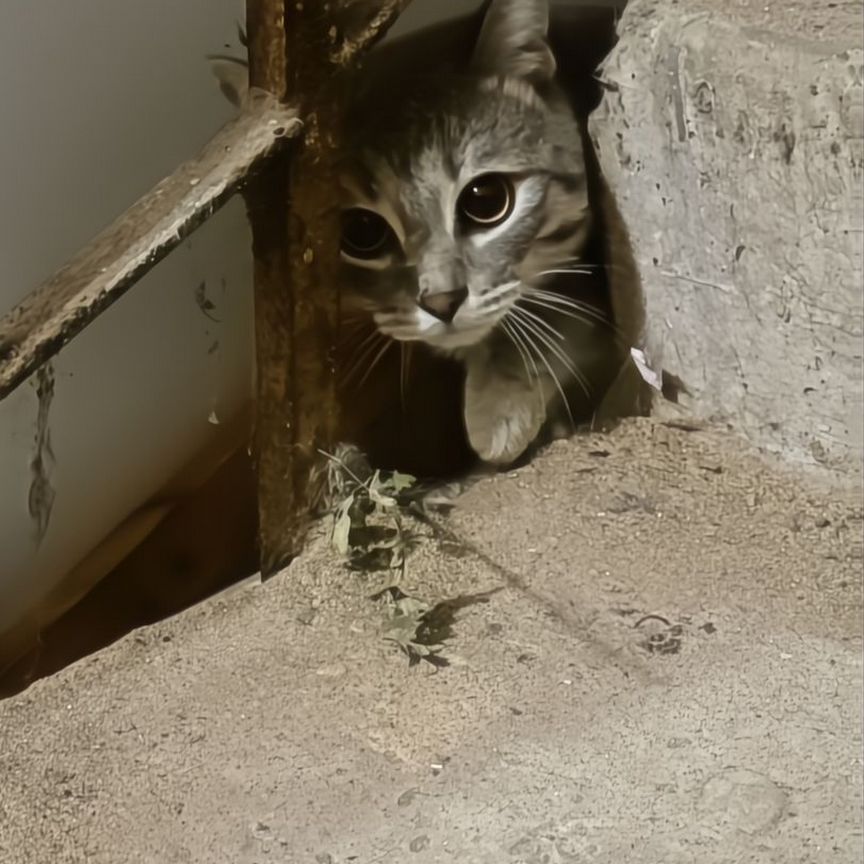 Котёнок в добрые руки