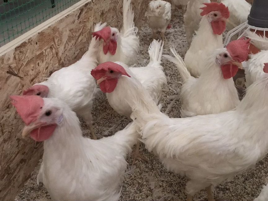 Петухи Декалб Уайт