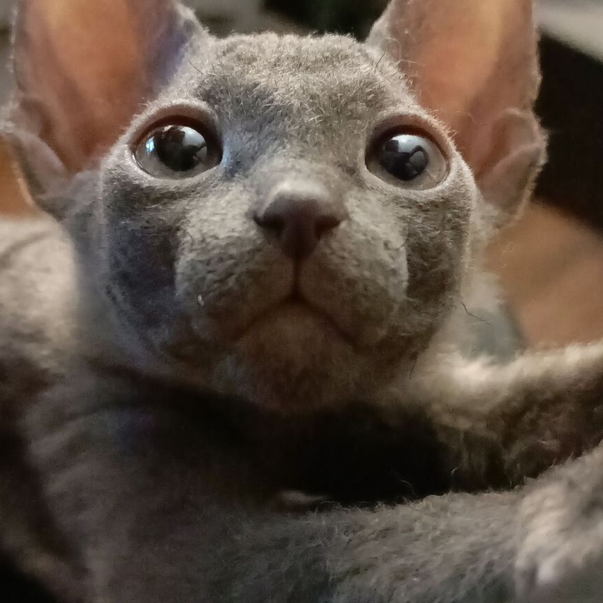 Котёнок сфинкс велюр