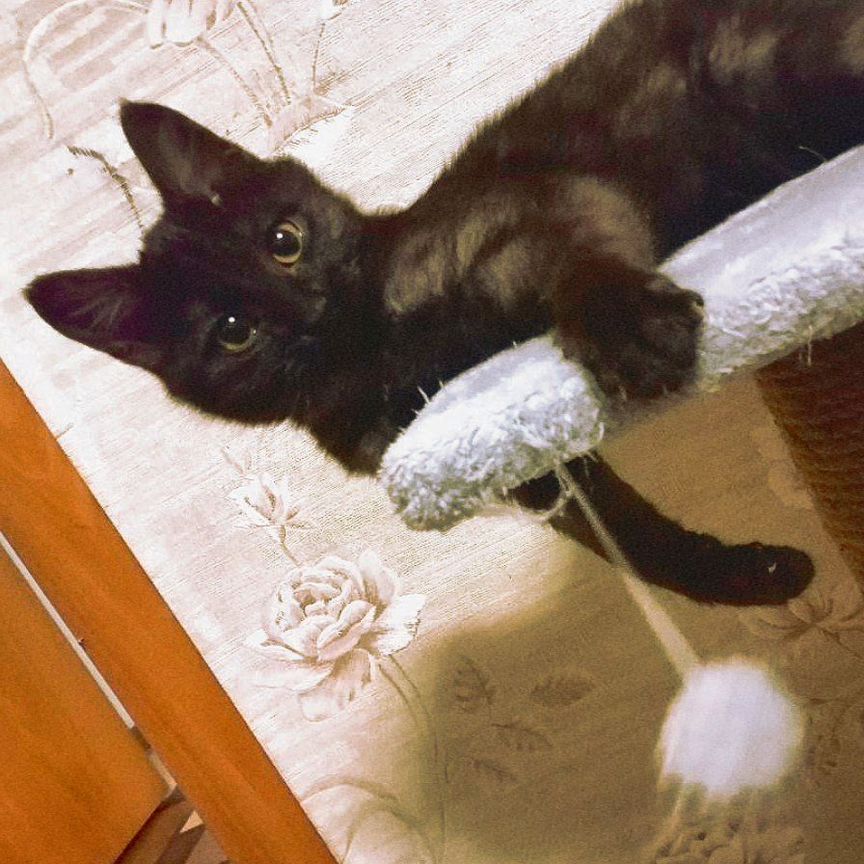 Кот в добрые руки