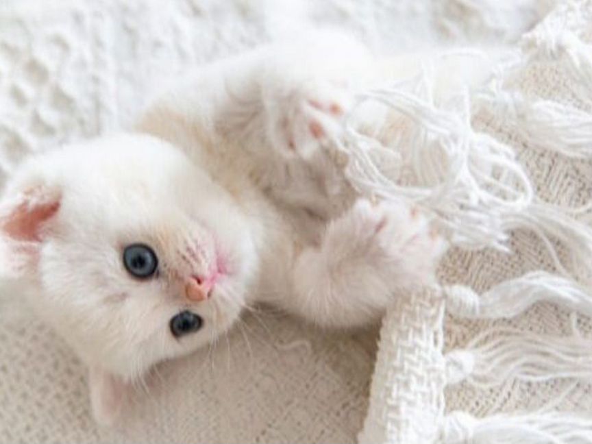 Девочка турецкая ангора