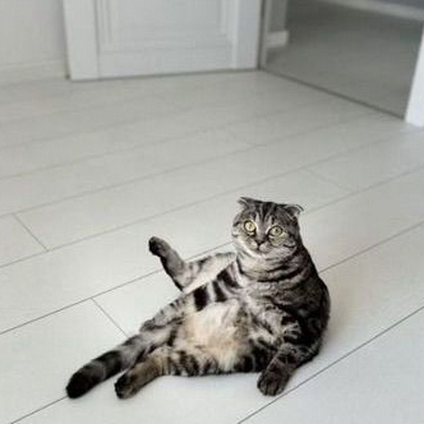 Продаю шотландских котят