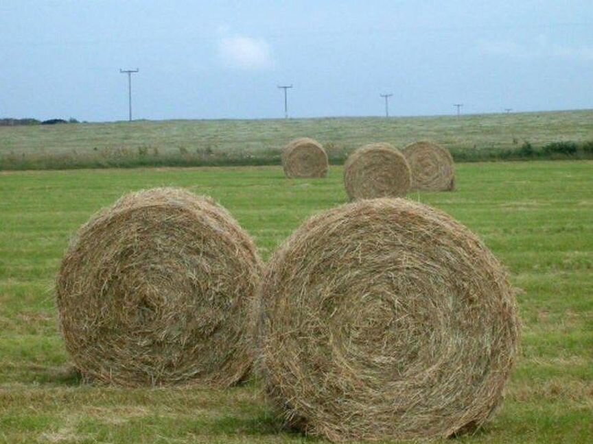 Продам сено в рулонах 2023 года