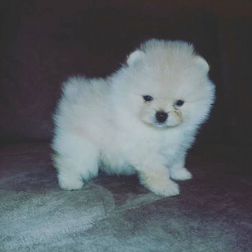 Померанский шпиц мини девочка белая