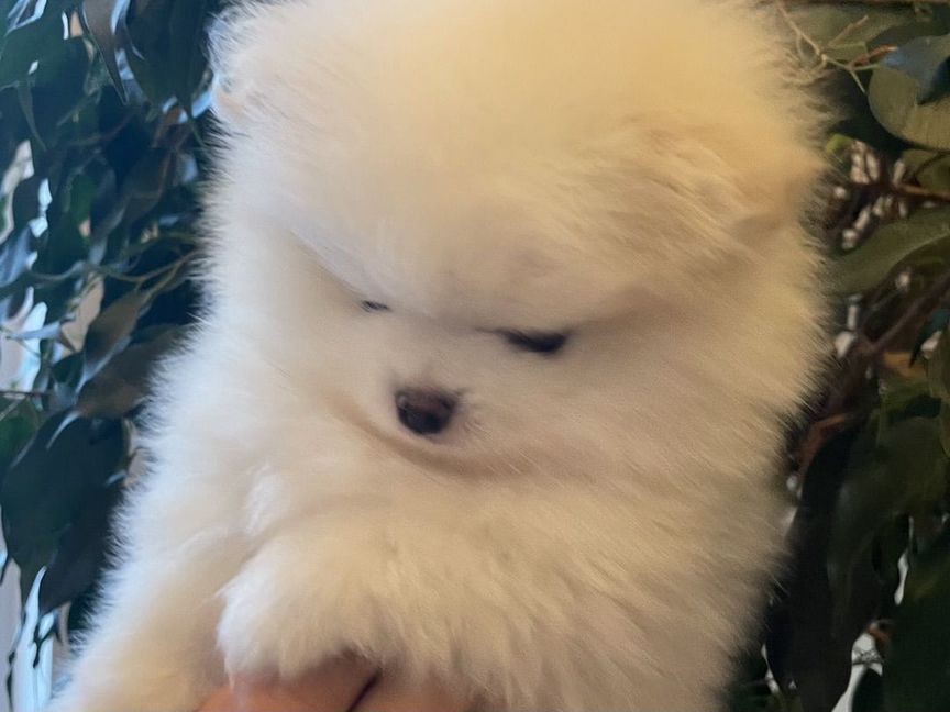 Щенки померанского шпица медвежьего типа