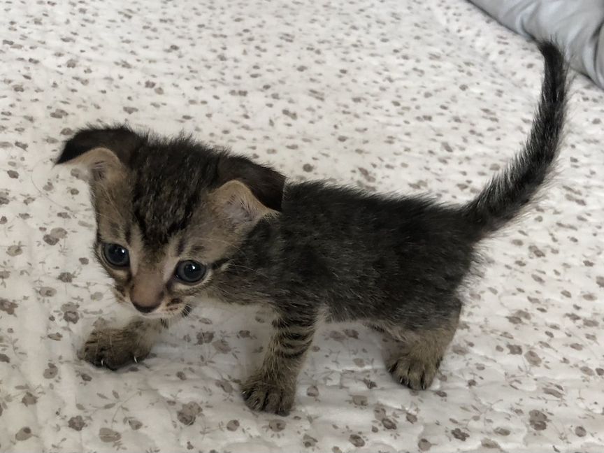 Кошка сфинкс