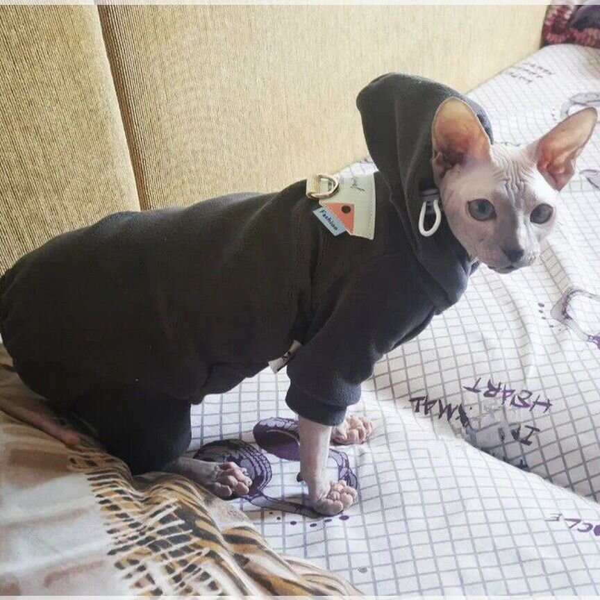 Одежда для кошек сфинкс