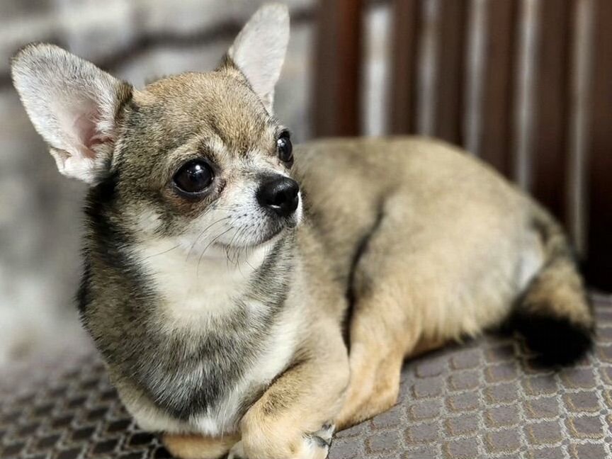 Джентельмен ищет даму