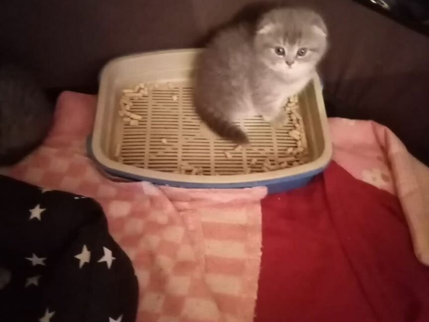 Шотландские вислоухие котята