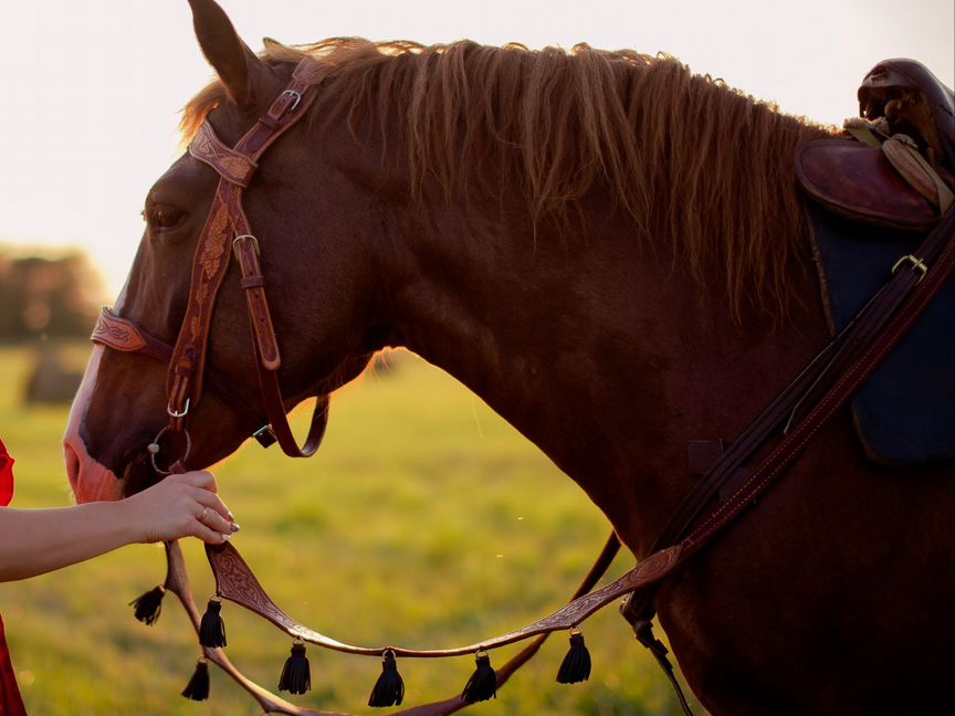 Оголовье с поводом