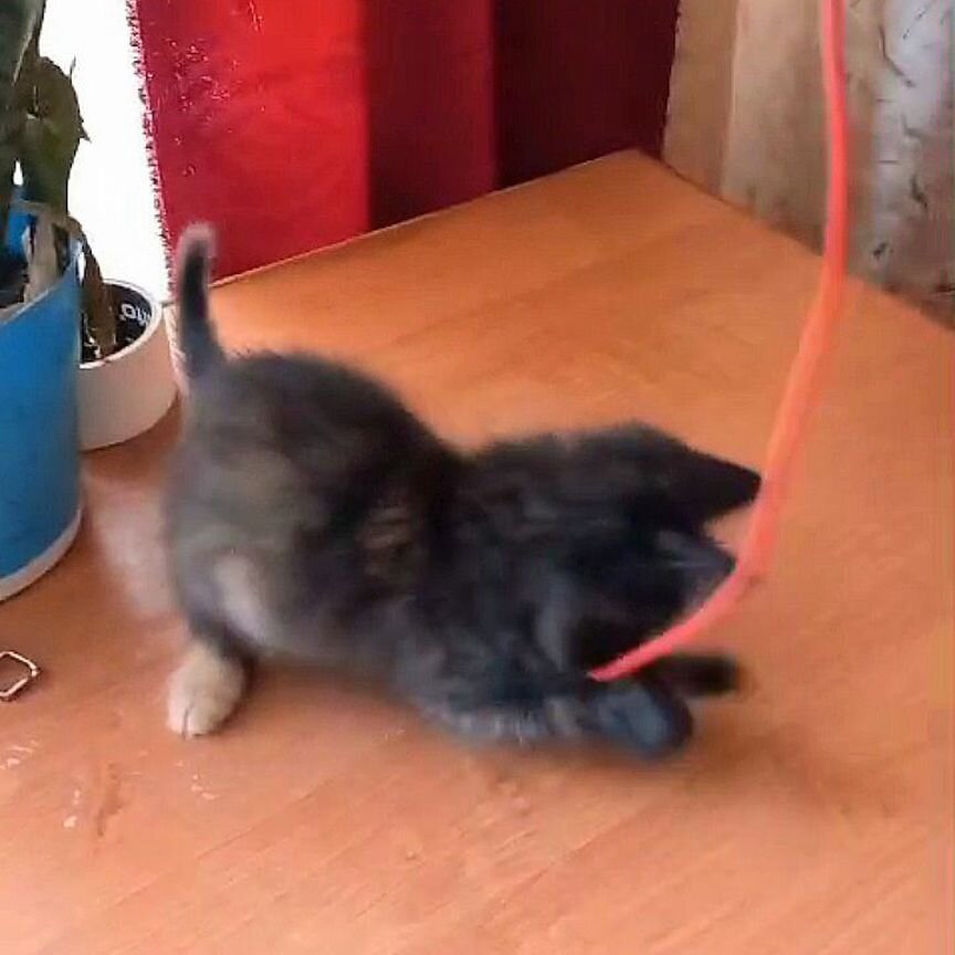 Девочка Лапка 2.5 месяца заботливым людям