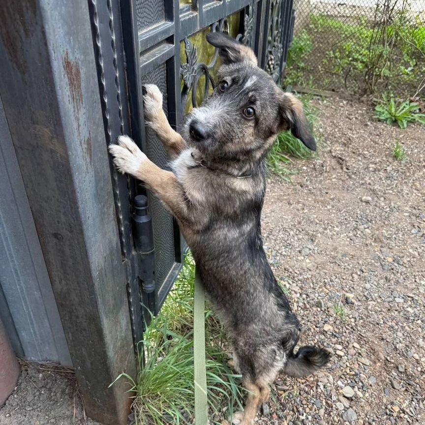 Взрослый пёс в добрые руки