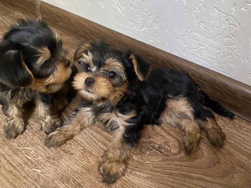 Йоркширский терьер