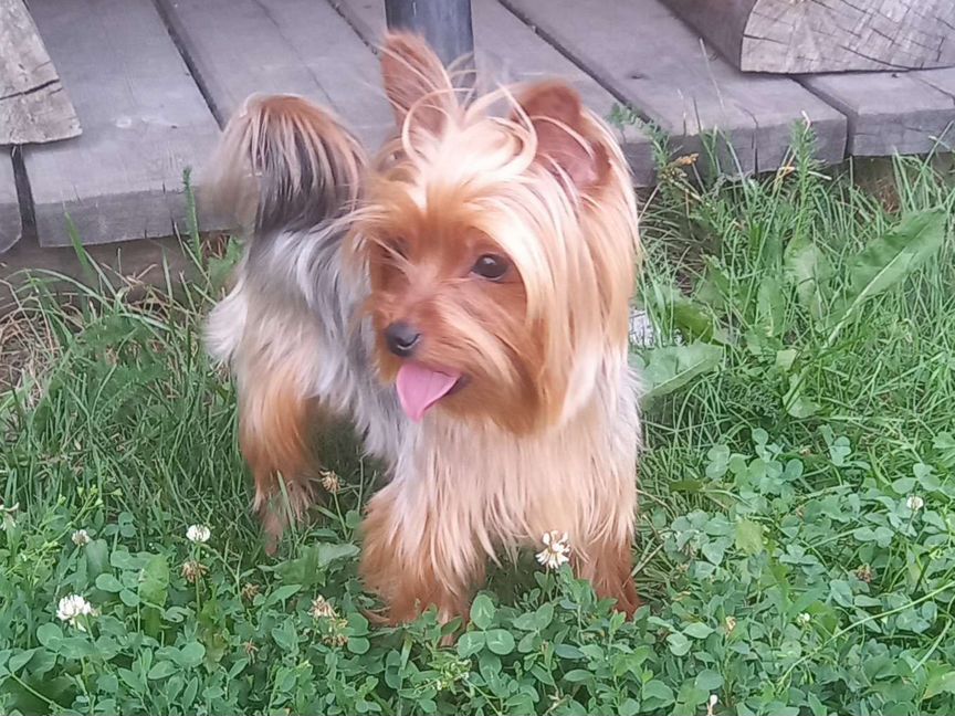 Йоркширский терьер вязка, щенки