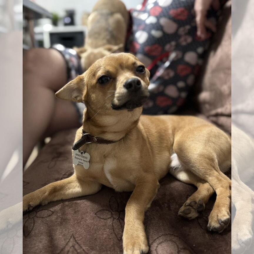 Вязка кобель чихуахуа