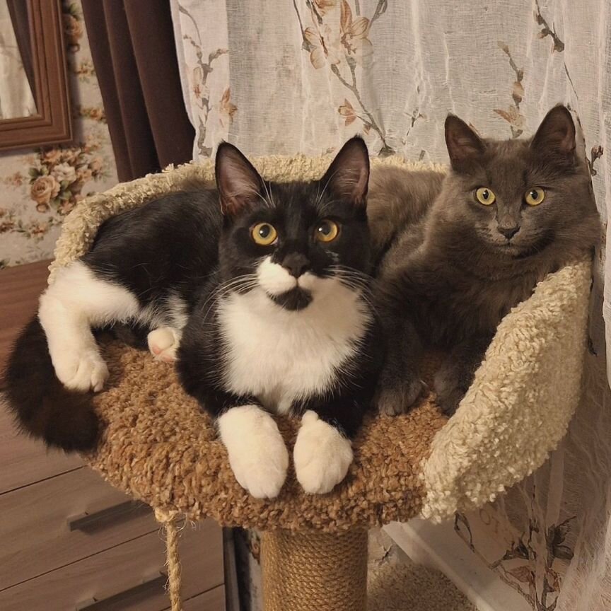 Котята подростки ищут дом