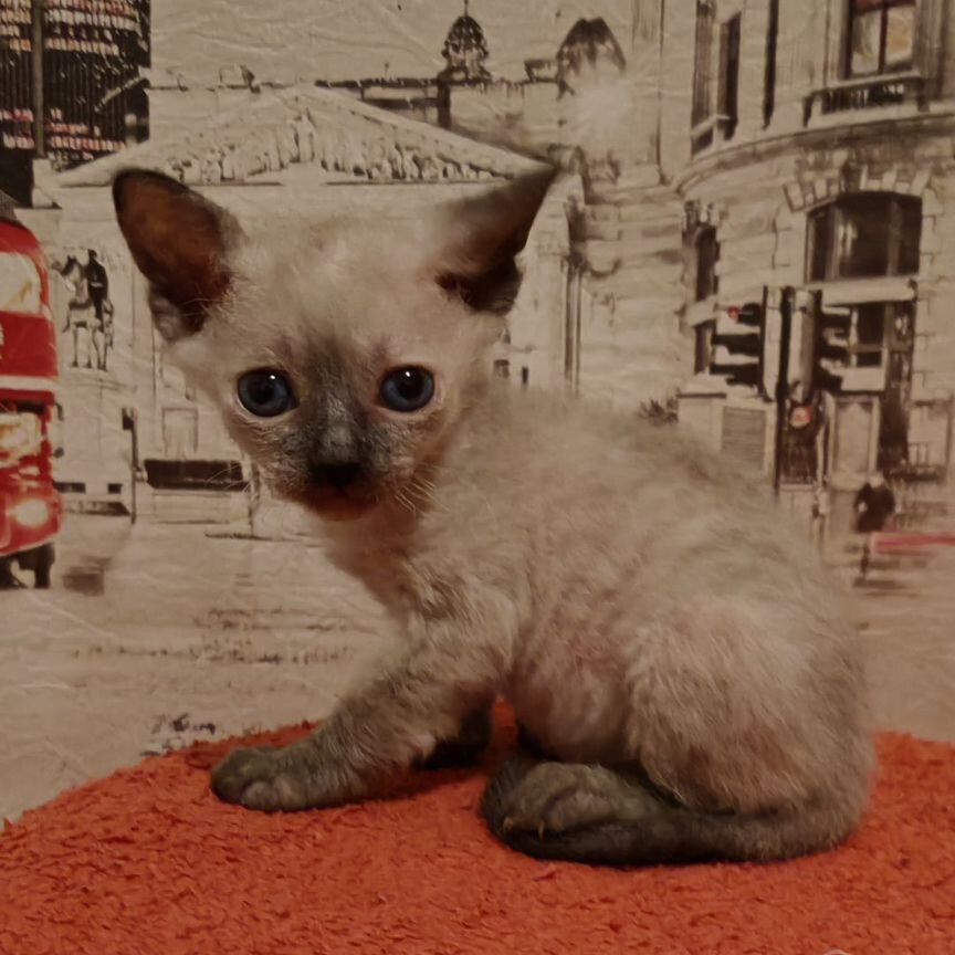 Котята сфинкс браш