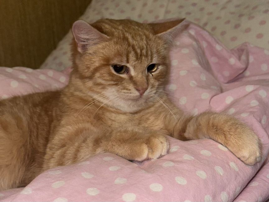 Котенок в добрые руки