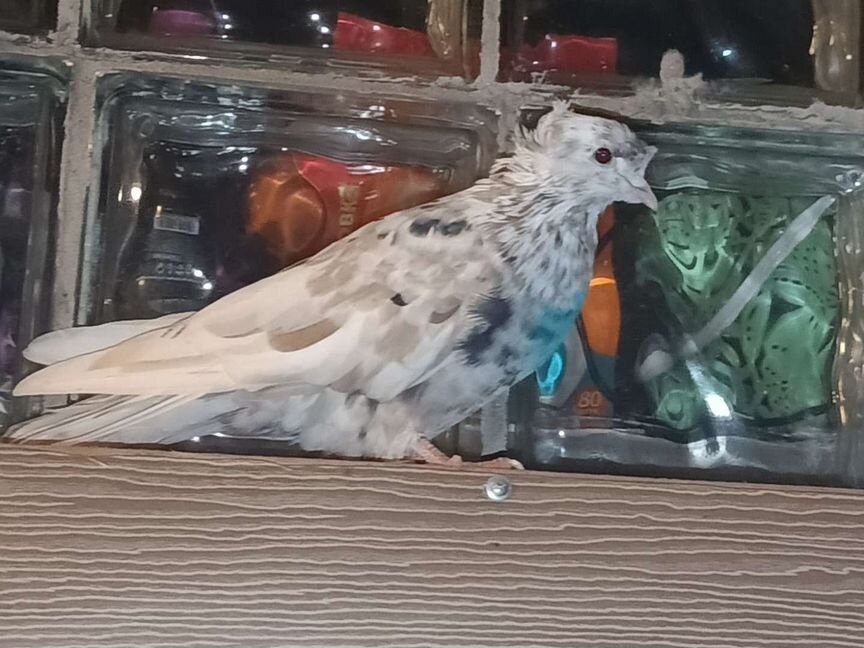 Двухчубые бойные голоногие голубь