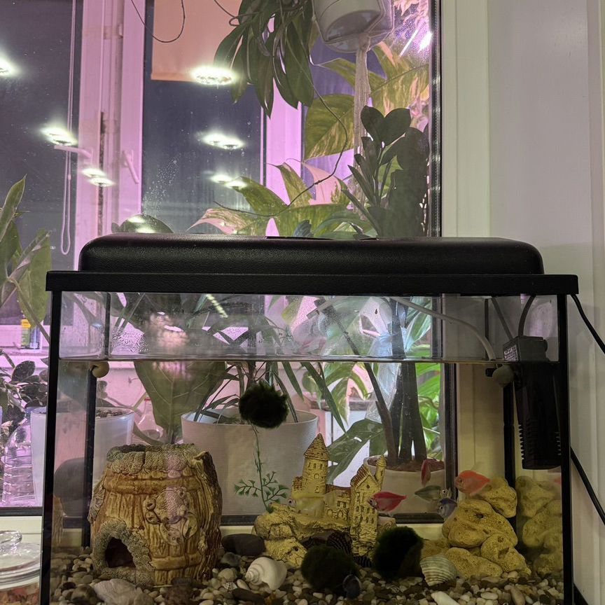 Аквариум с рыбками