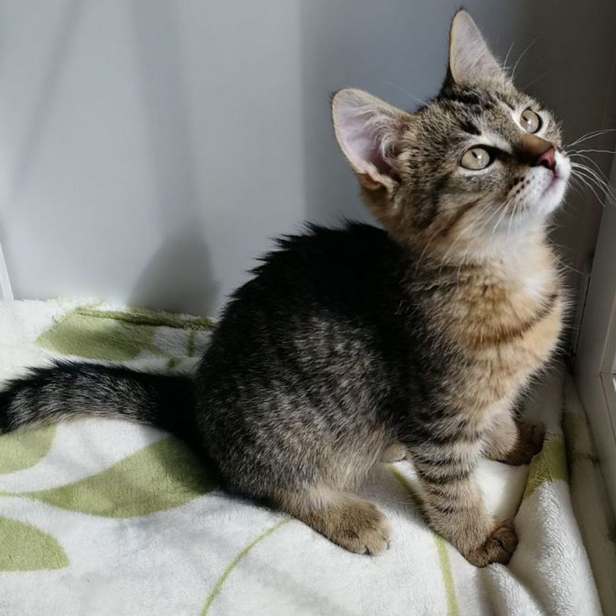 Котёнок