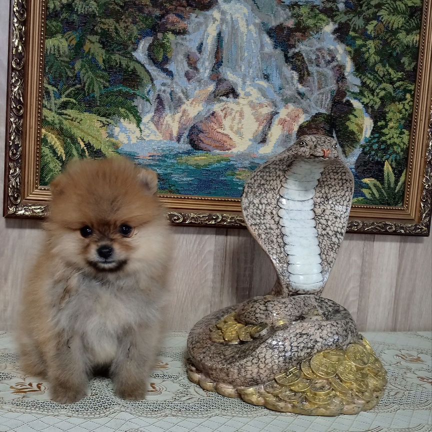 Шпиц Крошка с ладошку