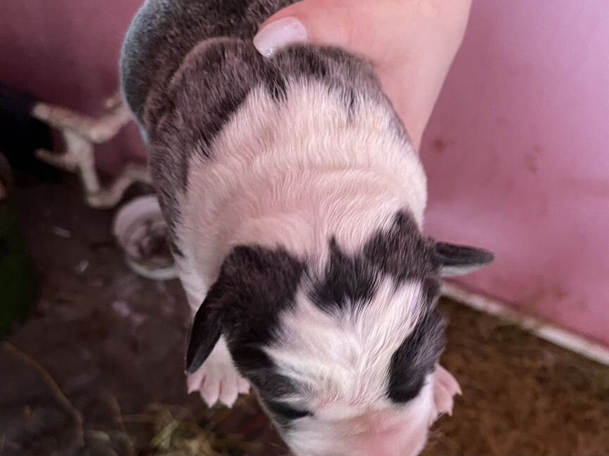 Щенки сао алабай кобель