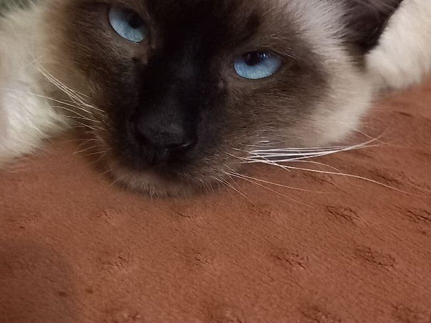 Котик меконский бобтейл