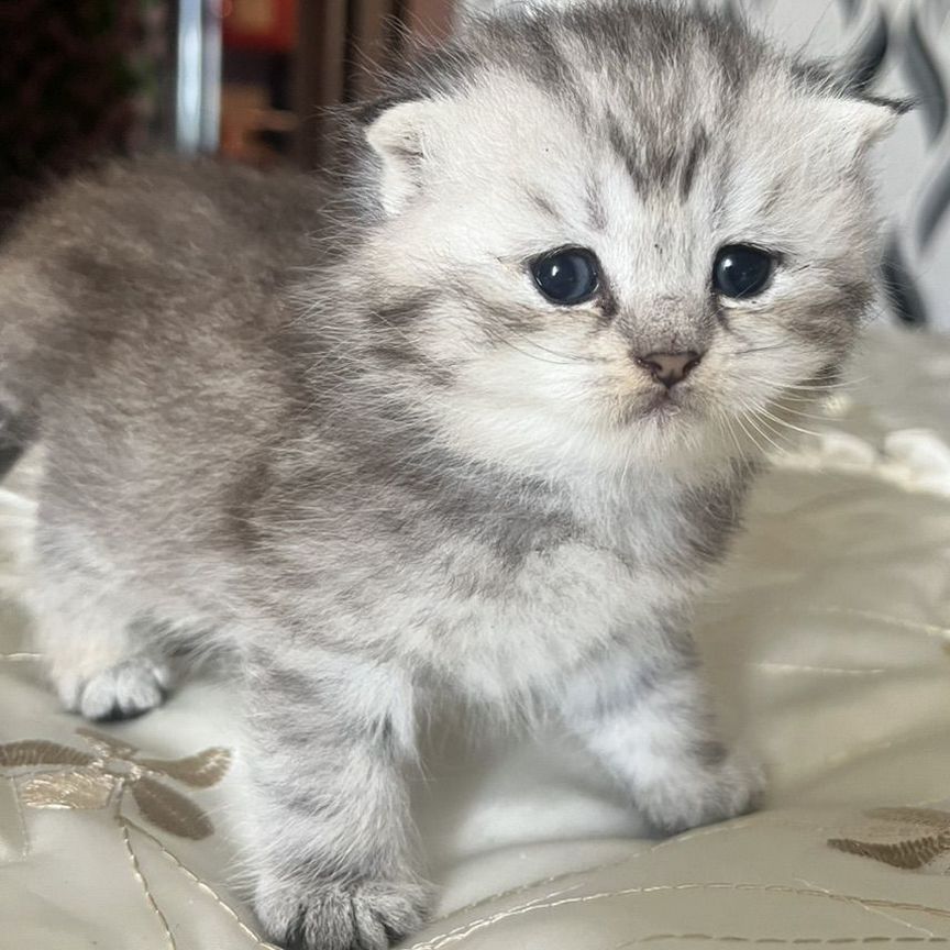 Шотландские вислоухие котята