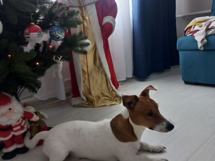 Джек Рассел найден