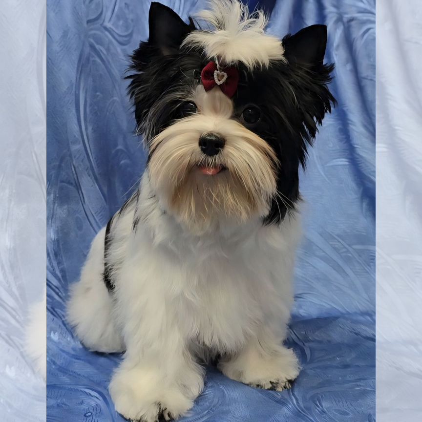 Бивер-йоркширский терьер, щенок