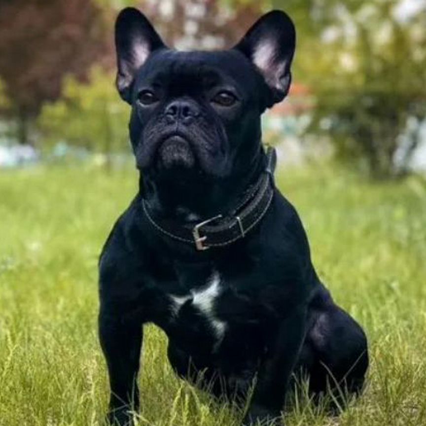 Французский бульдог, взрослый пёс