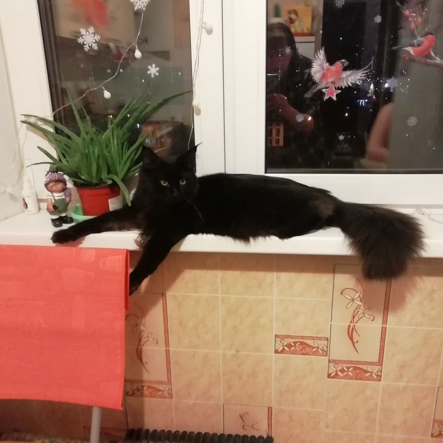 Отдам кота Мейн -куна в добрые руки бесплатно