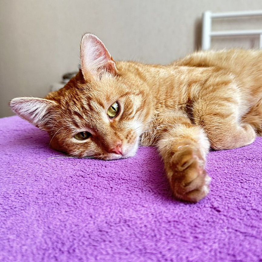 Кот