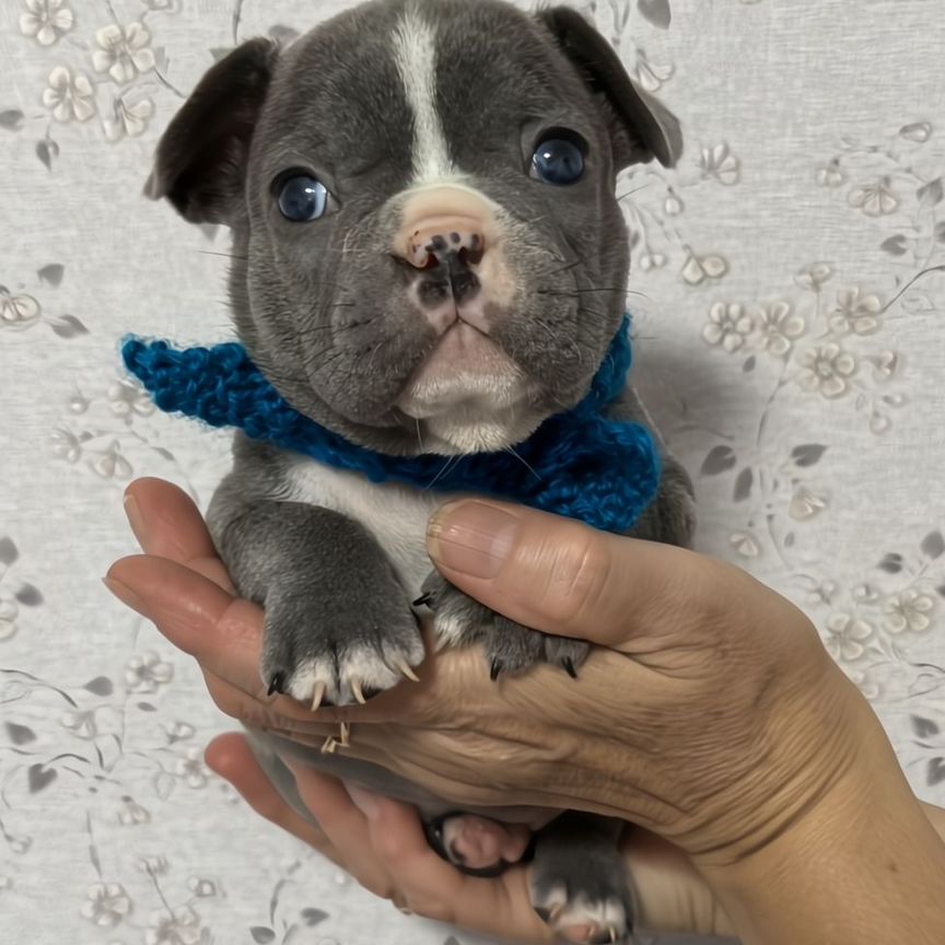 Французский бульдог, щенок