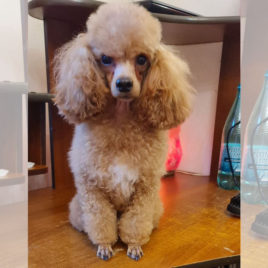 Той-пудель, взрослая собака