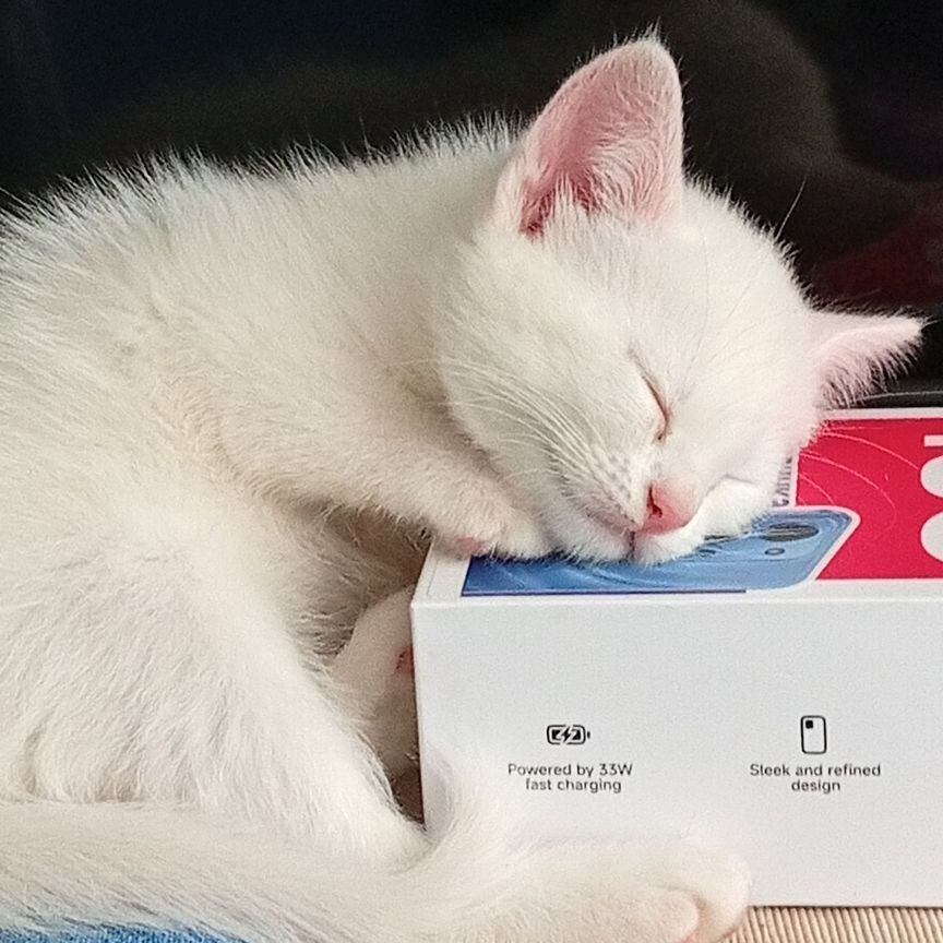 Котёнок от частного владельца