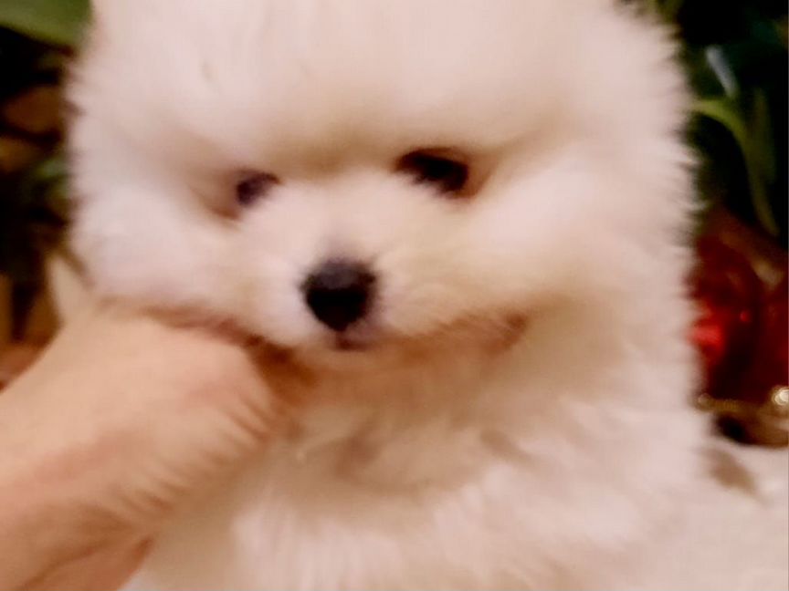 Щенки шпица