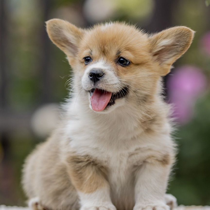 Щенки Вельш Корги Пемброк с Хвостиком