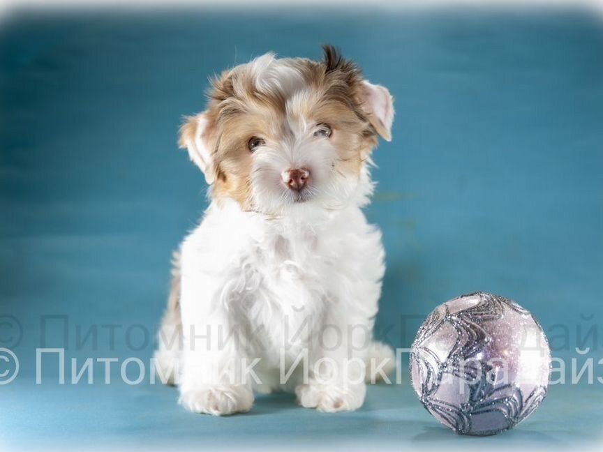 Шоко берри йорк