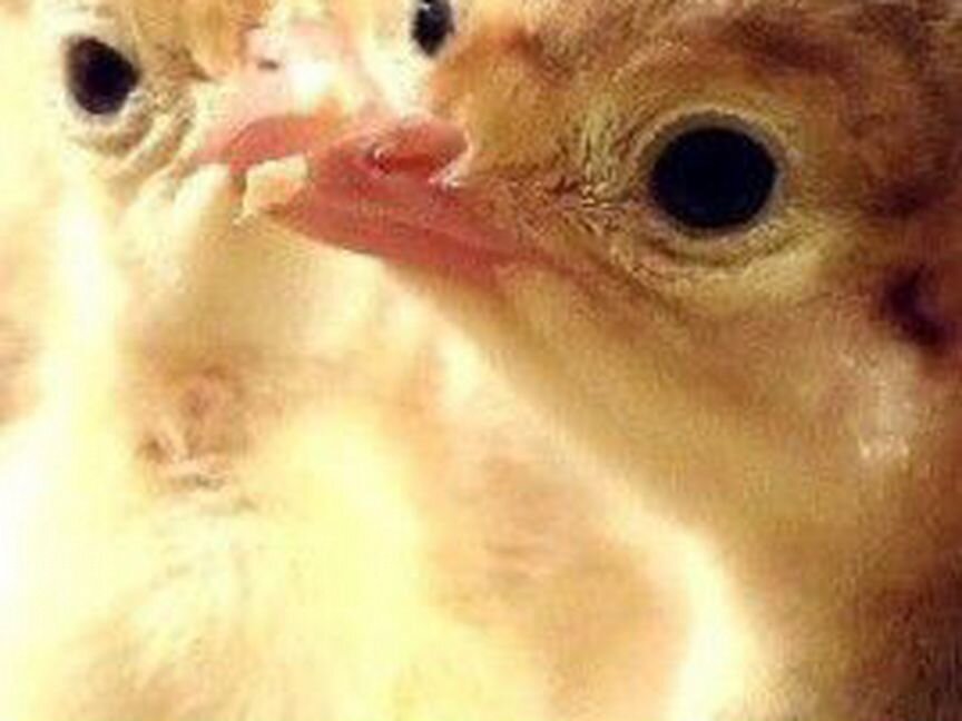 Индюшата суточные,подрощенные